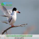 Forster's Tern: Spotting Guide, Habitat & Migration Secrets