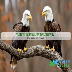 Baby Bald Eagles: From Fluffy Chicks to Majestic Fledglings | Eagle Facts