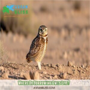 Burrowing Owl: Unique Habits, Habitats & Conservation Challenges Explored