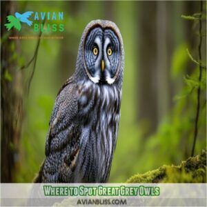 Great Gray Owl: Majestic Giant of the Northern Forests | Wildlife Wonder