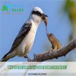 Loggerhead Shrikes: Predators, Habitat, and Their Brutal Prey Impalement