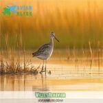 Willet: All About This Bird's Identification, Behavior, Habitat, and More
