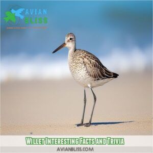 Willet: All About This Bird's Identification, Behavior, Habitat, and More