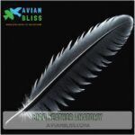 Bird Feathers: Types, Functions, and Evolution Explained