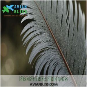 Bird Feathers: Types, Functions, and Evolution Explained