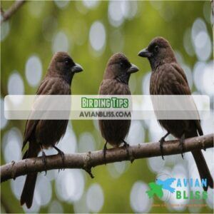 Brown and Black Birds: Your Ultimate Guide to Common Species