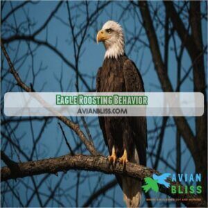 How Do Bald Eagles Sleep? Surprising Facts About America's Majestic Birds