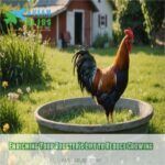 How to Stop a Rooster Crowing: 4 Simple Tricks to Silence Your Noisy Bird