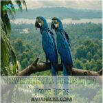 Rio Movie Birds: Extinct Macaws Come Alive on Screen - See Their Story!