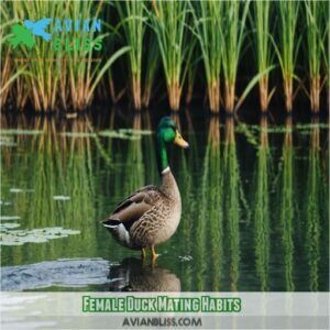 Do Ducks Mate for Life? Surprising Truths About Waterfowl Love Lives ...