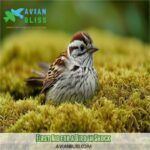 How to Tell if a Bird is in Shock: 9 Vital Signs and What to Do