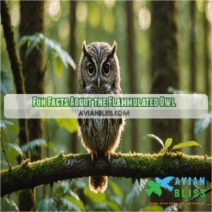 Flammulated Owl: the Tiny Owl With a Mighty Roar