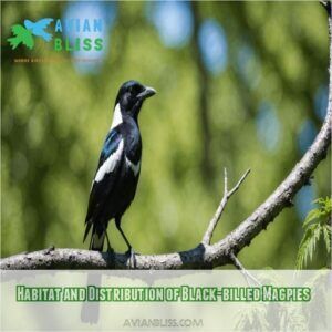 Black-Billed Magpie: Nature's Tuxedo-Wearing Trickster Revealed!