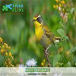 American Coot: the Ultimate Guide to Their Habitat, Behavior and ...