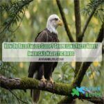 How Do Bald Eagles Sleep? Surprising Facts About America's Majestic Birds