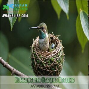 Baby Hummingbird: Fascinating Life Journey and Photos