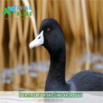 American Coot: the Ultimate Guide to Their Habitat, Behavior and ...