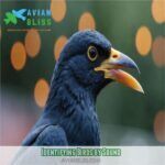 Names of Sounds of Birds: Decoding the Secret Language of 602 Species