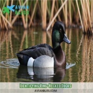 Ring-Necked Duck: Unmistakable ID Features & Surprising Habits Revealed
