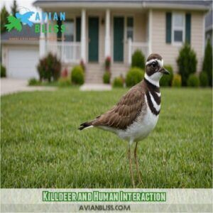 Killdeer: Habitat, Behavior and Fascinating Bird Facts