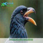 Names of Sounds of Birds: Decoding the Secret Language of 602 Species