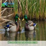 Mallard Ducks: Ultimate Guide to ID, Habitat, Behavior, and More