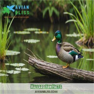 Mallard Ducks: Ultimate Guide to ID, Habitat, Behavior, and More