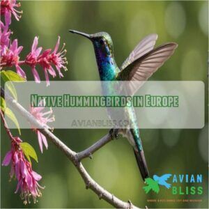 Are There Hummingbirds in Europe? Fascinating Facts & Sightings