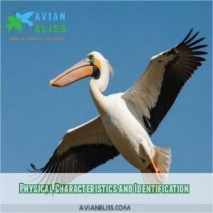 Mind-Blowing American White Pelican Facts: Size, Habitat & More!