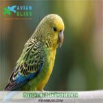Fix Budgie Beak Overgrown Issues Fast: Causes, Symptoms & Pro Trimming Tips
