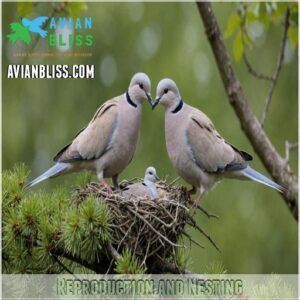 Eurasian Collared Dove Facts: Diet, Habitat, Behavior & More