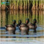 Ruddy Duck: Stunning Traits, Habits, and Conservation Facts