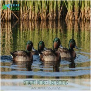 Ruddy Duck: Stunning Traits, Habits, and Conservation Facts