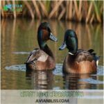 Ruddy Duck: Stunning Traits, Habits, and Conservation Facts