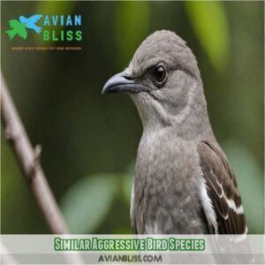 Aggressive Mockingbird Alert: Why They're Fearless & Furious