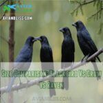 Blackbird Vs Crow Vs Raven: Identify the Differences Easily