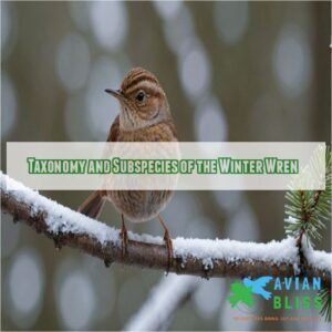 Winter Wren: the Tiny Songbird With a Big Personality