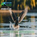 Birds That Can Swim and Fly: Nature's Aerial and Aquatic Masters