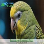Fix Budgie Beak Overgrown Issues Fast: Causes, Symptoms & Pro Trimming Tips