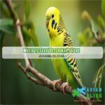 Scaly Face or Leg Mite Infection in Birds: Causes, Symptoms & Treatment