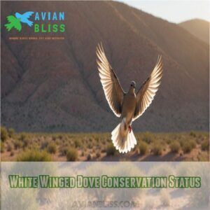 White Winged Dove: Identification, Habitat, and Unique Traits