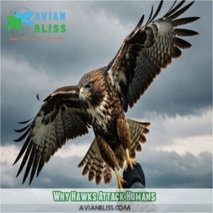 Are Hawks Dangerous to Humans? The Shocking Truth Revealed