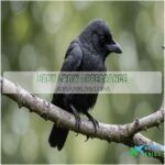 Baby Crow: Fascinating Facts and Insights on Their Growth