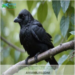 Baby Crow: Fascinating Facts and Insights on Their Growth