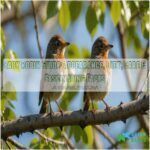 Baby Robin Guide: Appearance, Diet, Care & Fascinating Facts
