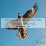 Bird Fly Backwards: Nature's Aerial Acrobats Defy Gravity!