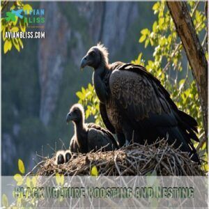 Black Vulture Nesting Habits: Secrets of Their Survival