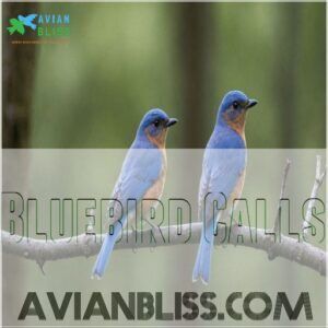 Eastern Bluebird Songs: Chirping Melodies That Captivate the Heart