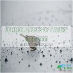 Why is My Birds Poop Watery? 7 Surprising Causes & Quick Solutions
