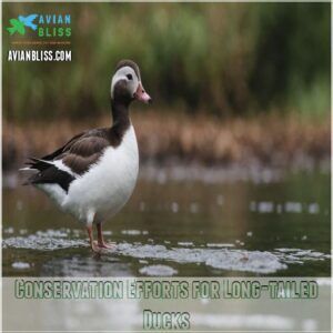 Long-tailed Duck: Stunning Facts, Habits, and Conservation Insights